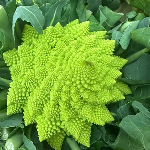 Romanesco verde | Bosque del Lobocornio