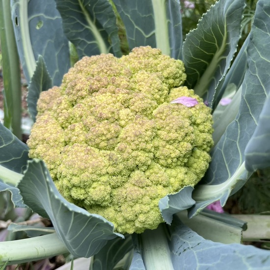 Coliflor verde Macerata | Bosque del Lobocornio