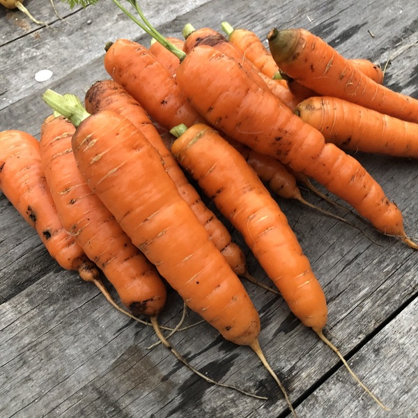 Zanahoria Nantes naranja | Bosque del Lobocornio